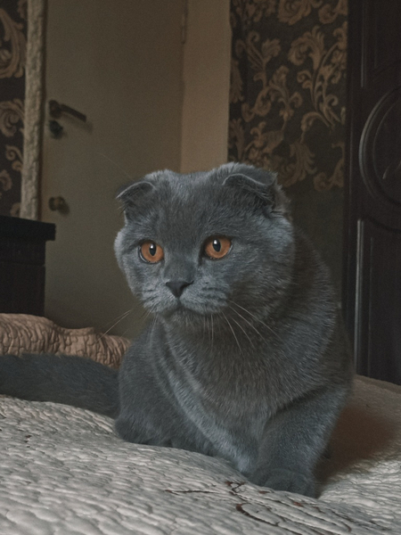 Шотландский вислоухий кот