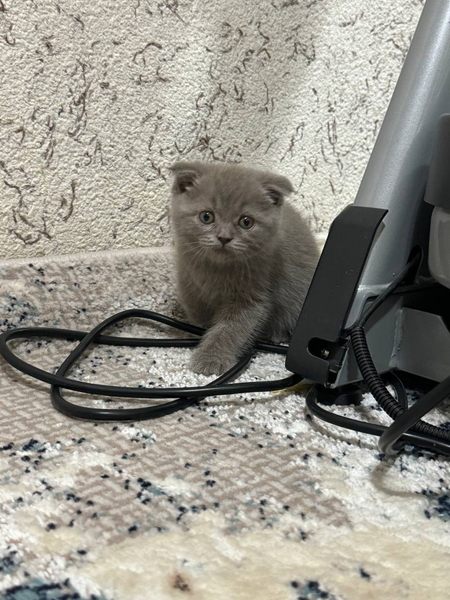 Лиловый цвет мальчик.Скоттиш фолд.1,5 месяцев .К лотку приучена.