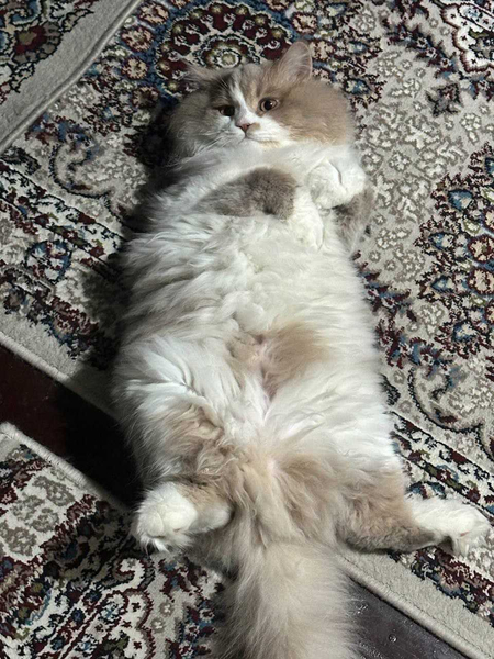 Кошка хелант страйт