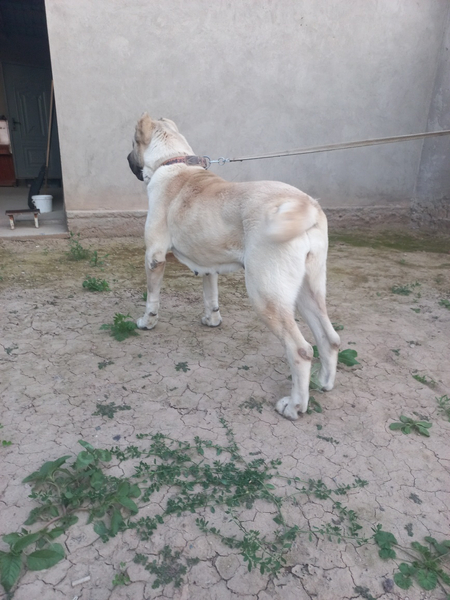 Urgochi Kangal Alabay gibrit sotiladi sirochni.