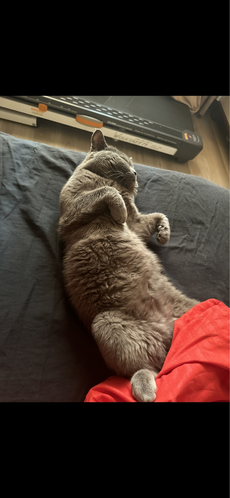 Вязка чистый британский кот