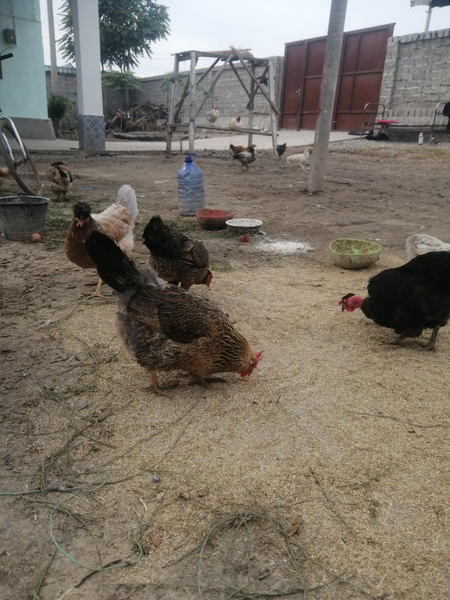 Tovuq sotiladi. Sirdaryo tumani, MFY Sholikor da.
