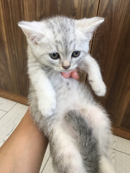 котенок скоттиш страйт