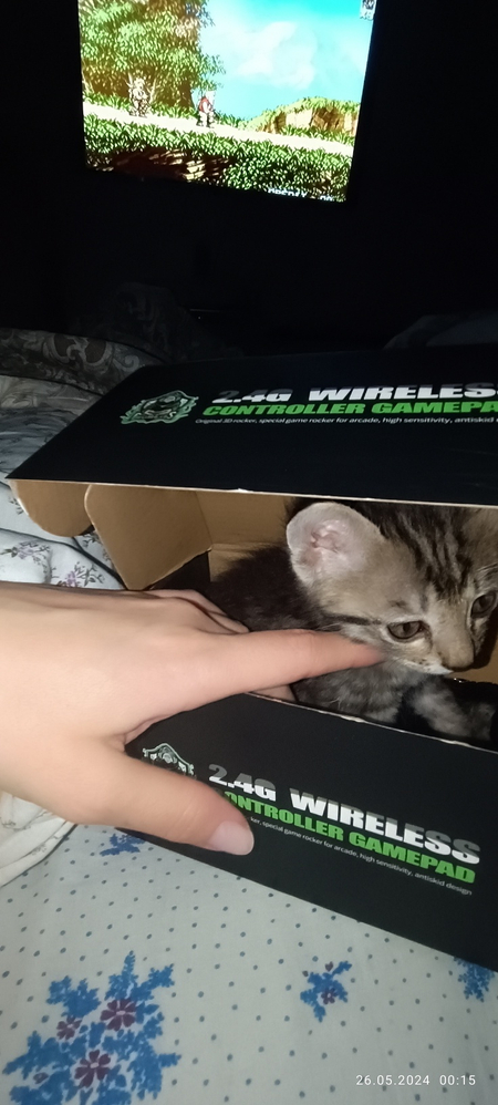 Котёнок полупородистый в добрые руки