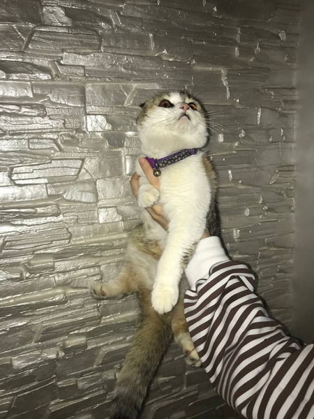 Продается шотландская вислоухая кошка