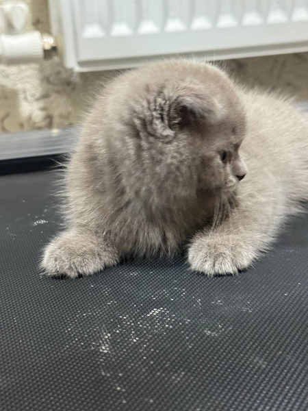 Лиловый цвет мальчик.Скоттиш фолд.1,5 месяцев .К лотку приучена.