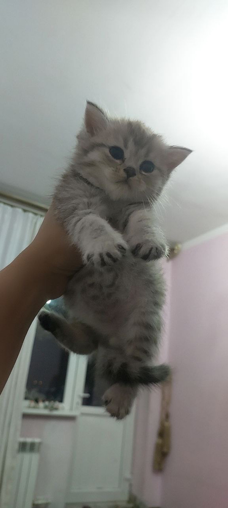 Кошки фольд и шиншилла чистокровная