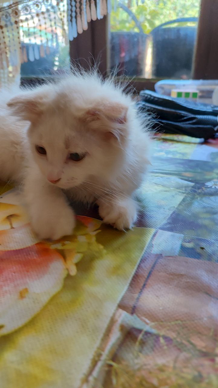 Продается кошечка котенок