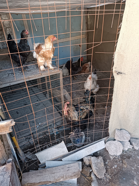 Пародали товук ва хуроз сотилади 7 та дона