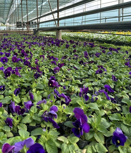 Viola / Виола / Капалак гул