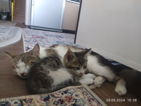 Котята (Мушукчалар)