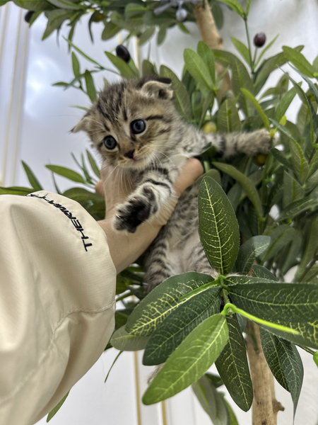 Шотландские вислоухие котята