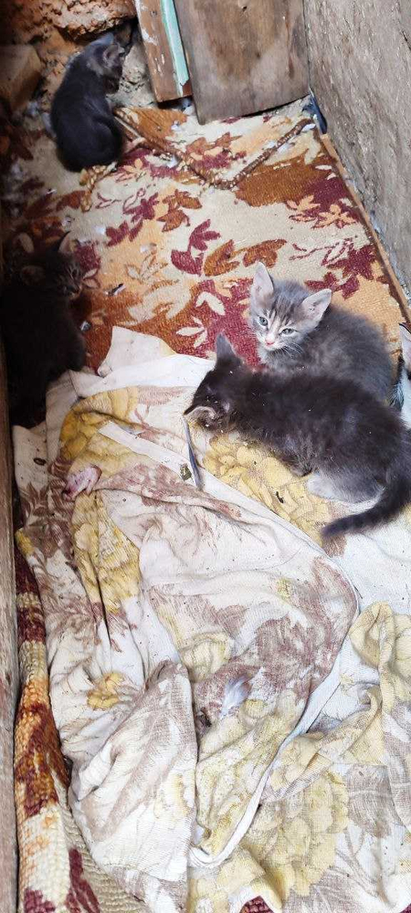 Котята 2 ух месячные