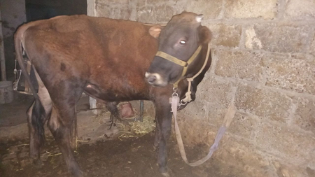Бычок продам срочно