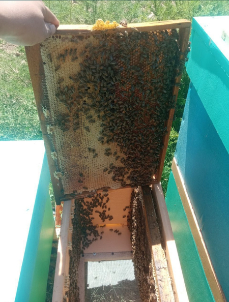 Asalari uyalari penaplexdan sifatli