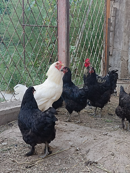 Yosh tovuqlar sotiladi. Qora shaxzoda brama zotlari sog'lom