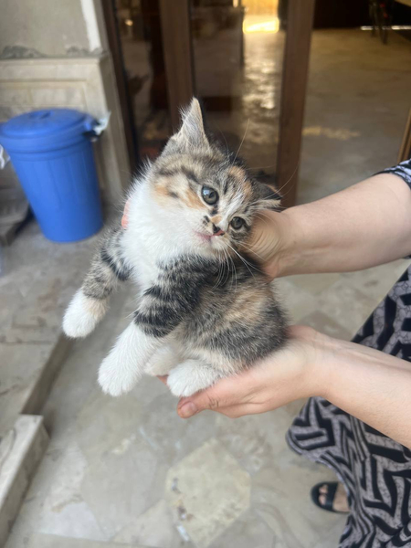 Котята/ мушукчалар