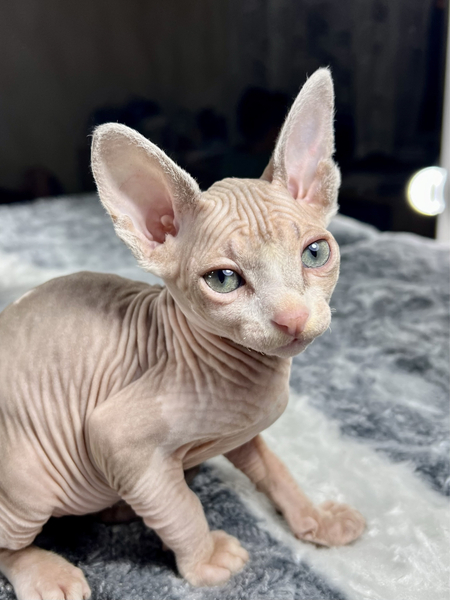 Котёнок сфинкс