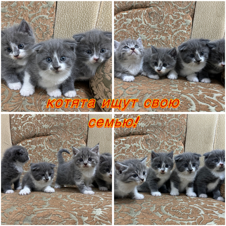 продаются котята