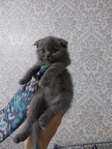 Продаётся кошка скотиш фолд