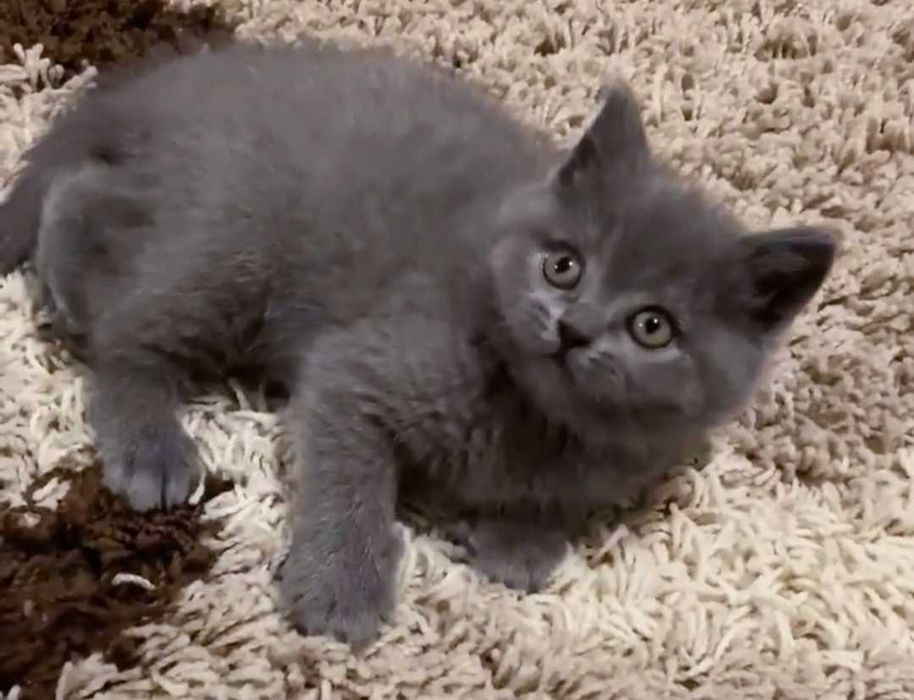 Скотиш страйт котенок