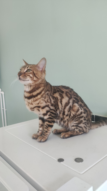 Bengalskiy mushuk