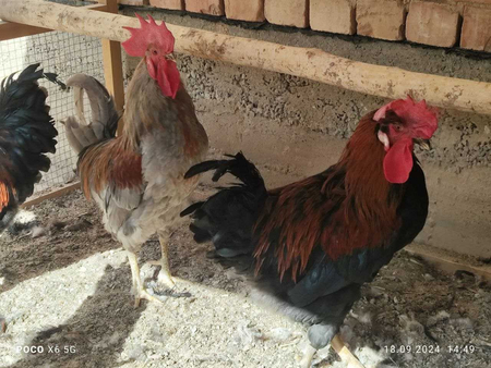 Хурозлар сотилади / Продаются петухи