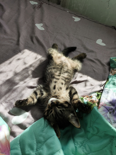 Котенок в добрые руки. Девочка, 2 месяца.