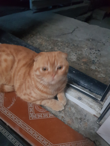 Шотландский кот породный