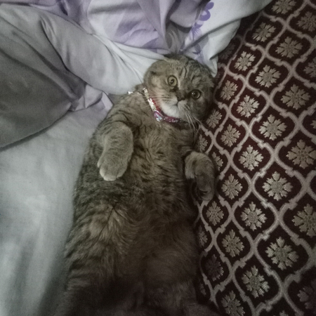 Продает кот скотиш фолд