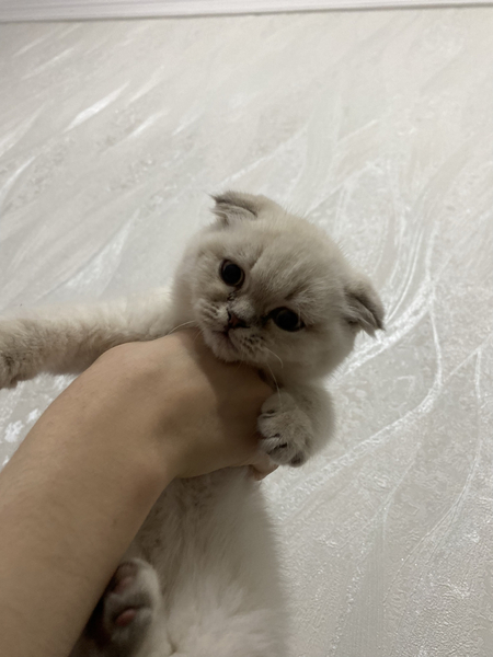scottish fold sotiladi
