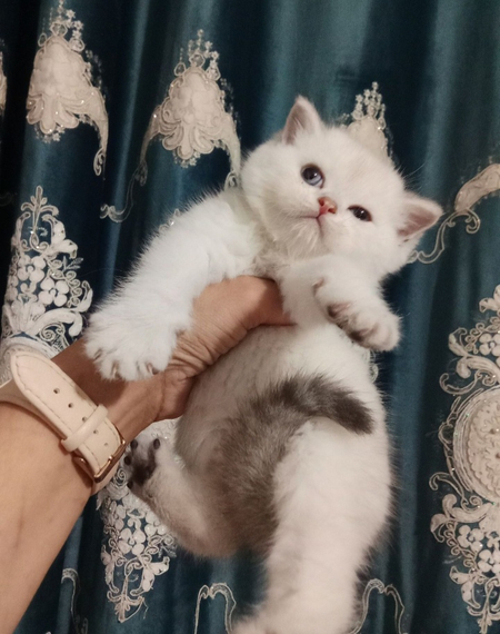Britanskiy shinshilla