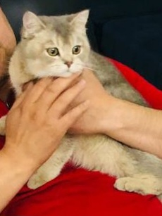 Вязка. Шиншилла кот