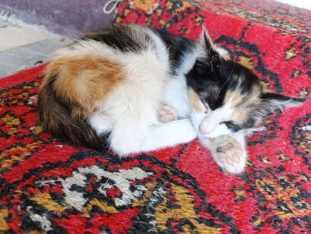 Отдам даром котёнок девочка