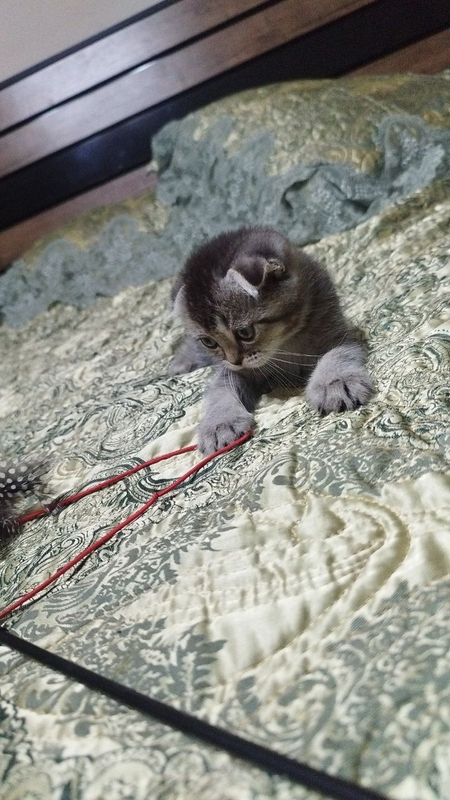 Продаются котята  породы скотиш фолд