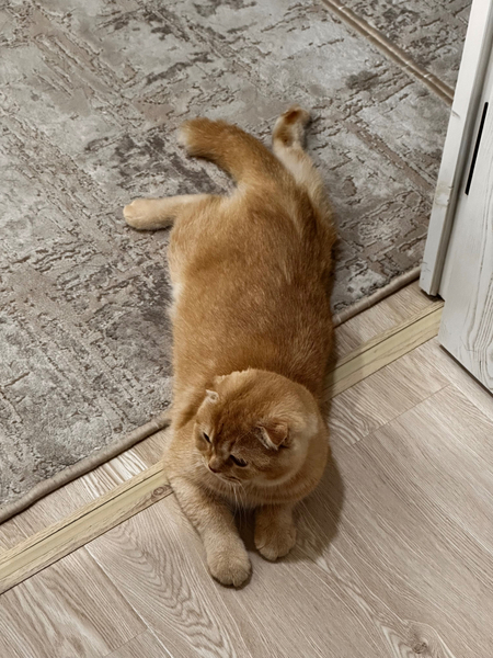 Вязка кота (Scotish fold)