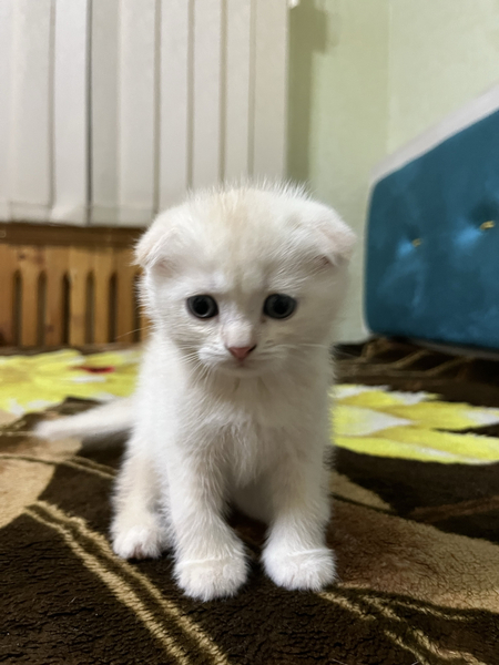 Шотладксие котята