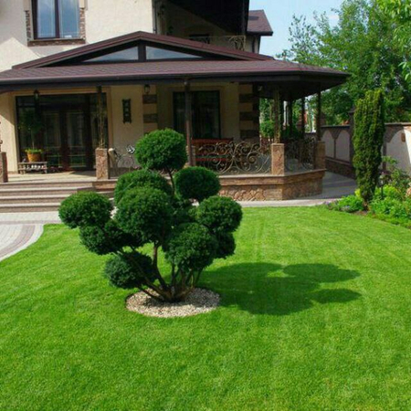 Gazon Archa Lanshaf