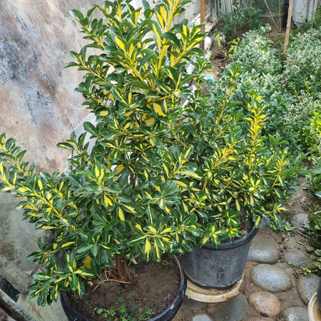 Бардюрный берсклеты, конатные растения, авакума,, мушмула, тутовник