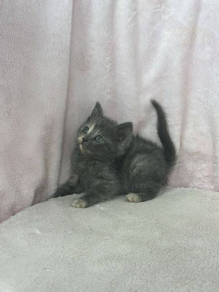 Котята скоттиш страйт и фолд