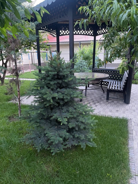 Европейские ели