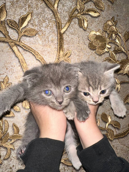 Милые  британские кошки