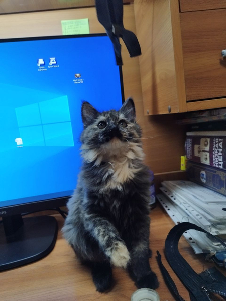 Котёнок ищет заботливых и ответственных  хозяев.