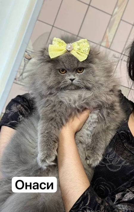 Котёнок, зотдор мушукчалар