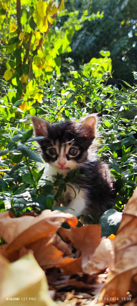 Котёнок, девочка, 1,5 месяца