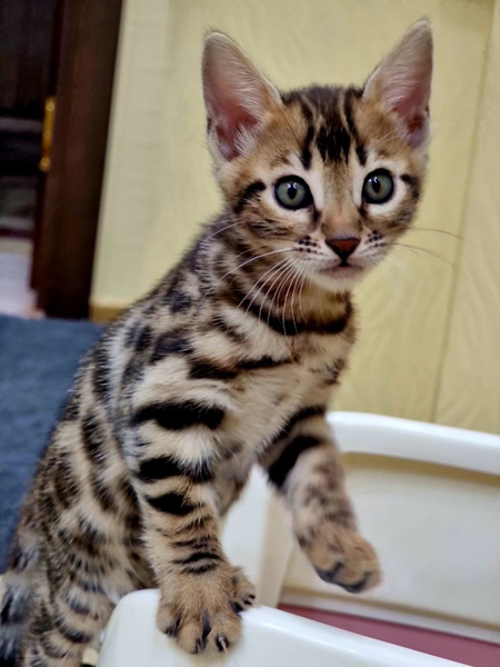 Bengalskiy 2.5 oylik toza qon zotli qiz bola ozirgi rasm onasi