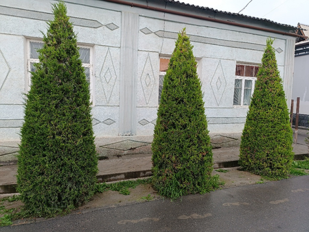 Archalar 2.5 metr 10yillik