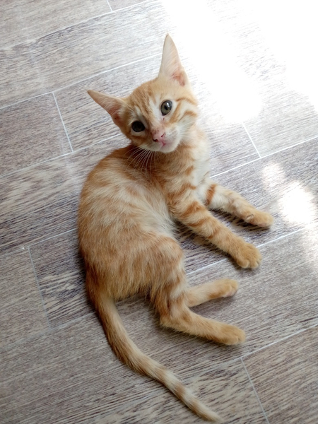 Отдаём котят в заботливые руки