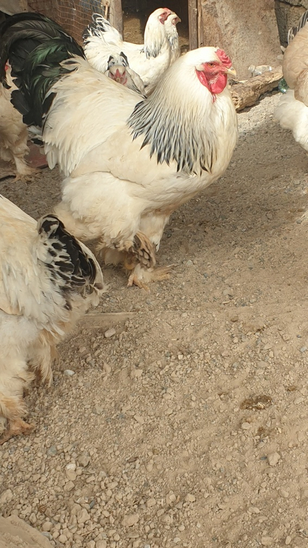 BRAMA tuxumlari bor