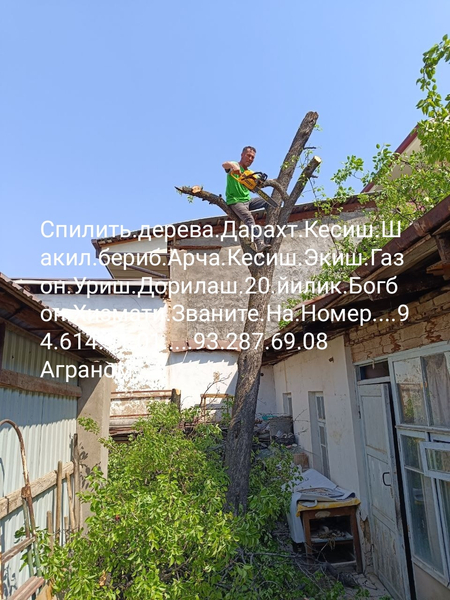 Дерева.спилит.обреска.Деревьев